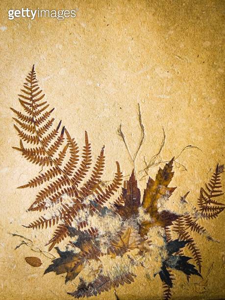 Handmade Paper with Dried Plants in Brown Tones 이미지 (2047094827) - 게티이미지뱅크