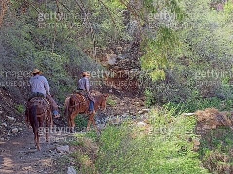 Park rangers climb up the trail on their mules along the Bright Angel ...