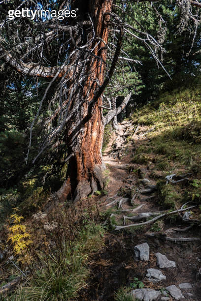Old stone pine (Swiss stone pine) in the Swiss stone pine forest God da ...
