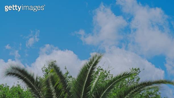 Colorful cloudscape over Sago palm tree mid day in central Florida 이미지 ...