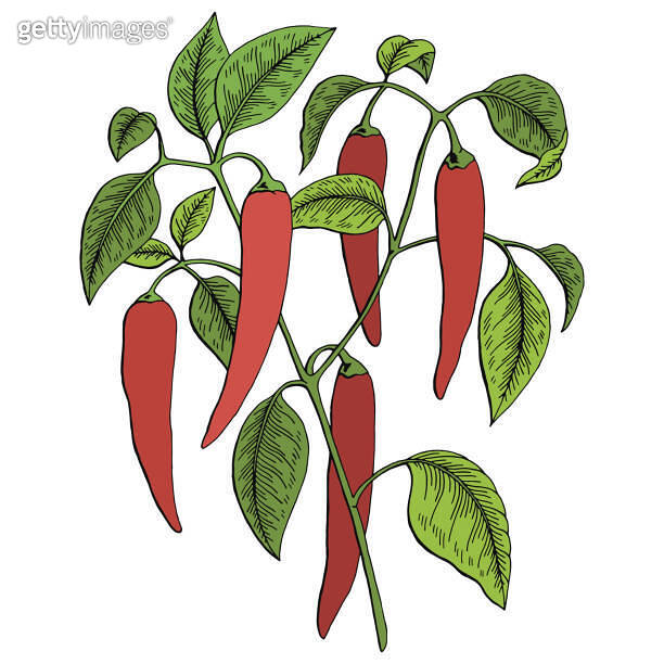 Chilli pepper graphic bush color isolated sketch illustration vector ...
