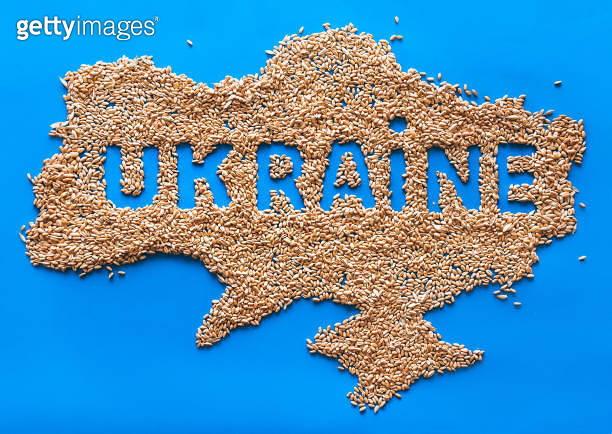 Map of Ukraine and name made from wheat grains. Export of grain to ...