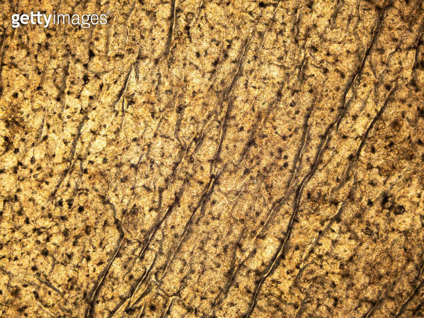 grape skin under the microscope - optical microscope x50 magnification ...