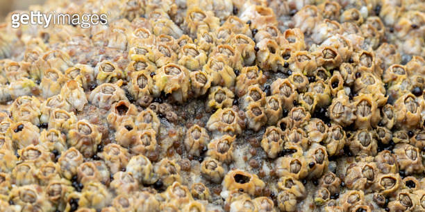 Macro close up of star barnacles (Chthamalus sp.) on a rock at low tide ...