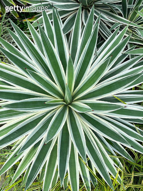 Full frame image of variegated Spanish Dagger (Yucca Gloriosa Variegata ...