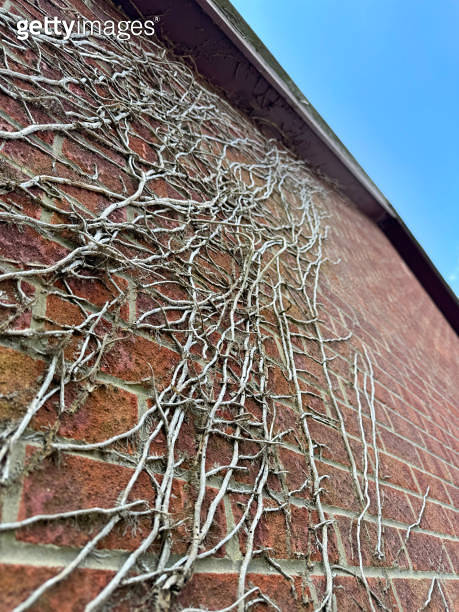 Close-up image of red brick wall covered in dead ivy vine, tangled dead ...