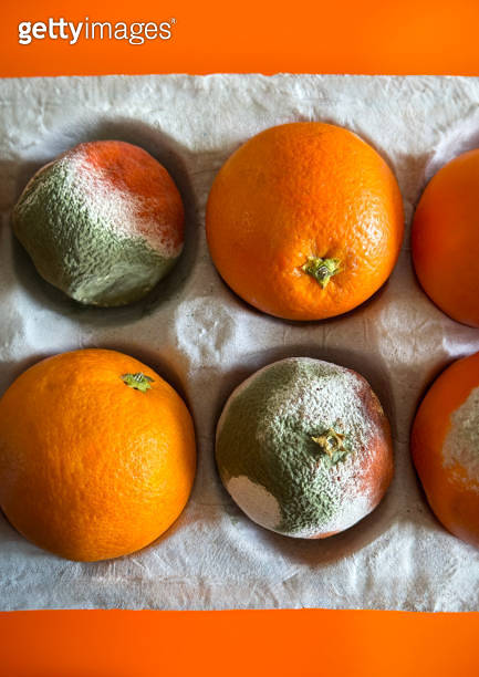 Close-up image of two mouldy oranges, rotting citrus fruit covered with ...