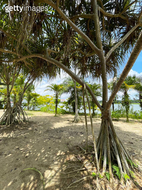 Image of thatch screwpine (Pandanus tectorius) tree trunk supported by ...