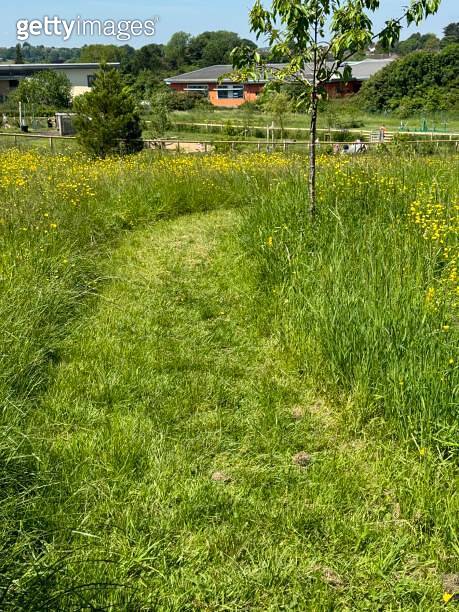 Image of grass pathway mowed through overgrown meadow, with weeds and ...