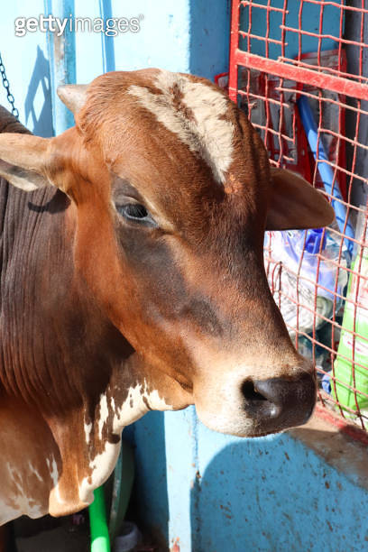 Close-up image of sacred Indian cow, sacred cattle with horns walking ...
