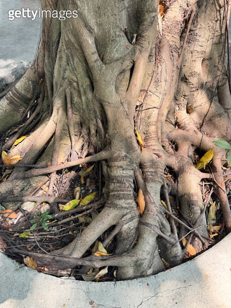 Close-up image large ancient fig tree trunk, aerial roots growing ...
