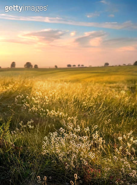 Pastoral country landscape with thick wild grasses on a warm summer ...
