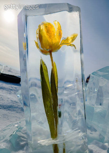 Yellow tulip, frozen in ice, close-up. Background of a yellow tulip in ...