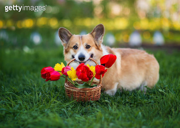 cute corgi dog holding a basket of tulips in his teeth in the spring ...