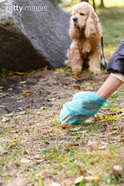 Female hand with dog shit in bag. Picking up dog poop. 이미지 (2112747926 ...