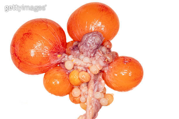 Study Anatomy and physiology of chickens in lab. (2116552359) - 게티이미지뱅크