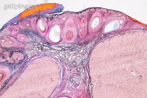 Anatomy and Histological Uterine tube, Uterus, Vagina, Ovary and Testis ...