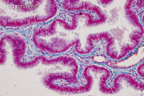 Anatomy and Histological Uterine tube, Uterus, Vagina, Ovary and Testis ...