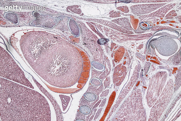 Anatomy and Histological Uterine tube, Uterus, Vagina, Ovary and Testis ...