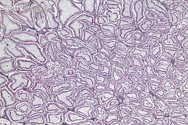 Anatomy and Histological Uterine tube, Uterus, Vagina, Ovary and Testis ...