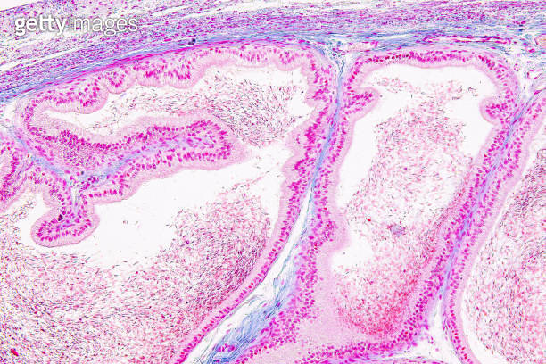 Anatomy and Histological Uterine tube, Uterus, Vagina, Ovary and Testis ...
