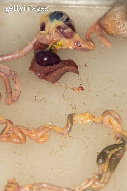 Tapeworms (Cestoda: Caryophyllidea), Parasites of Fish in Thailand ...