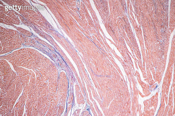 Study of basic animal tissue under a microscope in a laboratory ...
