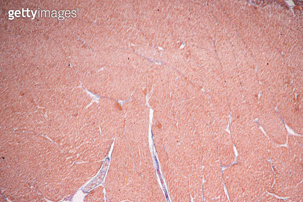 Study of basic animal tissue under a microscope in a laboratory ...