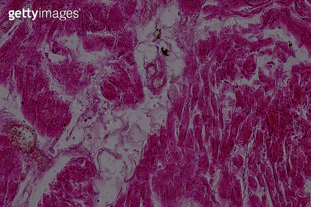 Study of basic animal tissue under a microscope in a laboratory ...