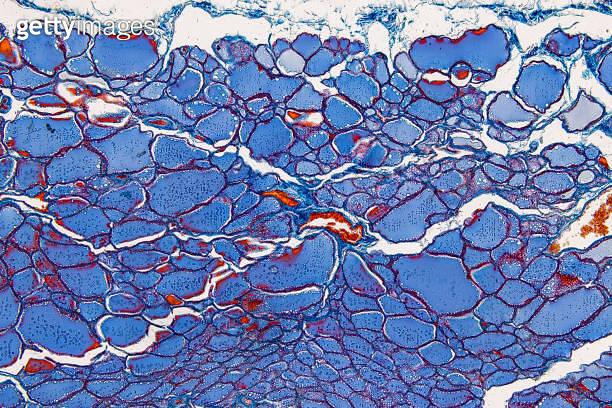 Pathology and Histology Tissue of Mouse, Rabbit, Cat and Cow under ...