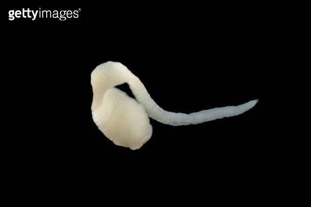 Tapeworms (Cestoda: Caryophyllidea), Parasites of Fish in Thailand. 이미지 ...