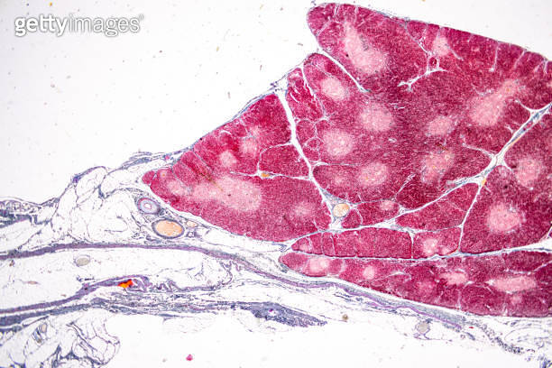 Pathology and Histology Tissue of Mouse, Rabbit, Cat and Cow under ...