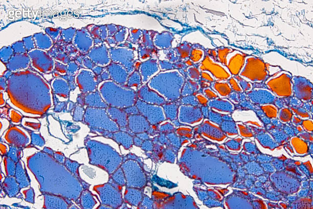 Pathology and Histology Tissue of Mouse, Rabbit, Cat and Cow under ...