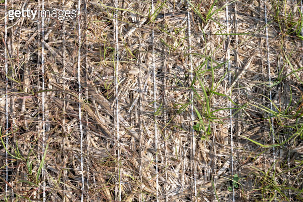 Woven straw mat used for stormwater erosion control with grass growing ...