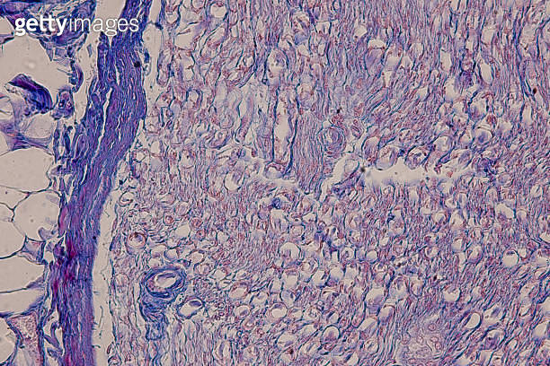 Histological Brain of mouse, Cerebellum, Sympathetic ganglion And ...