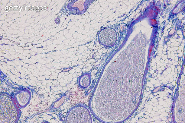 Histological Brain of mouse, Cerebellum, Sympathetic ganglion And ...