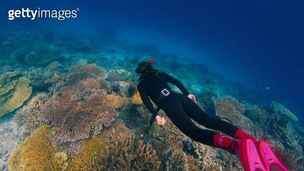 Freediving on the abundant healthy reef. Woman freediver glides ...