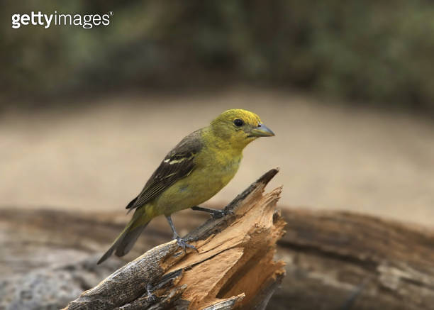 Western Tanager (female) (piranga ludoviciana) perched broken tree ...
