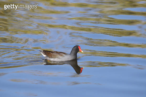 Common Gallinule (gallinula galeata) swimming in a lake (1986148885 ...