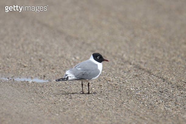 Franklin's Gull (leucophaeus pipixcan) standing on a gravel road ...