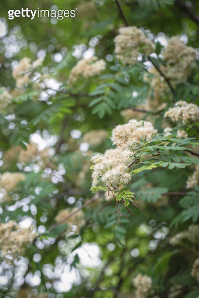 Branch of a rowan tree in bloom in June, vertical image, selective ...