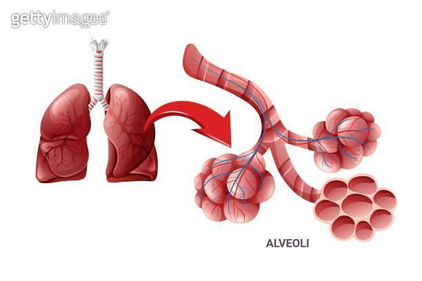 Human lungs anatomy with detailed alveolus structure (1997200220) - 게티이미지뱅크