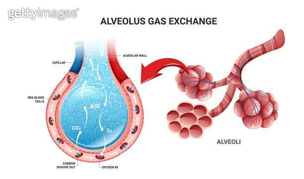 Oxygen and carbon dioxide exchange in lungs and alveolus 이미지 ...
