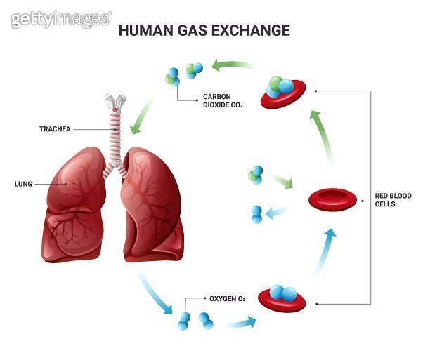 Human gas exchange with erythrocytes diagram (1997203044) 일러스트, 무료 일러스트 ...