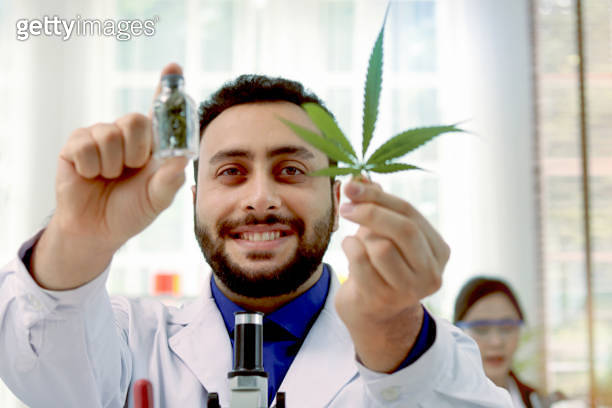 Scientist man hold fresh Marijuana leaf and dried in science laboratory ...