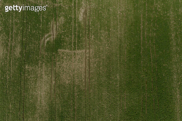 Clean background green grass field in Ukraine. Ukrainian ground farming ...