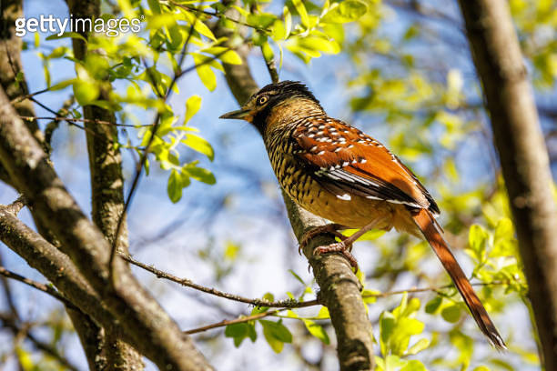 A spotted laughingthrush, Ianthocincla ocellata, perched in a tree ...