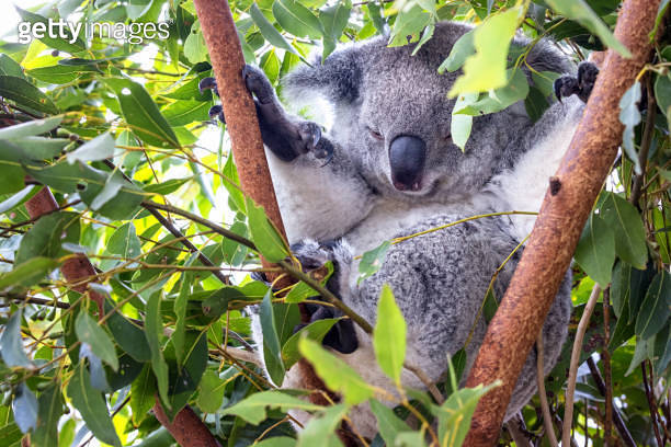 Koala gripping tree branches to climb. Koalas, Phascolarctos cinereus ...