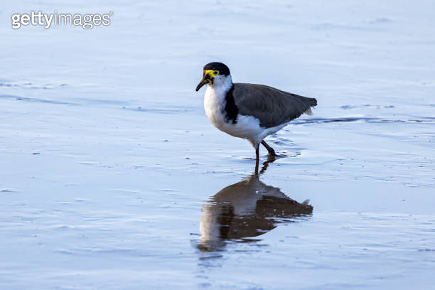 Masked lapwing, Vanellus Miles, also known as the Spur-winged Plover ...