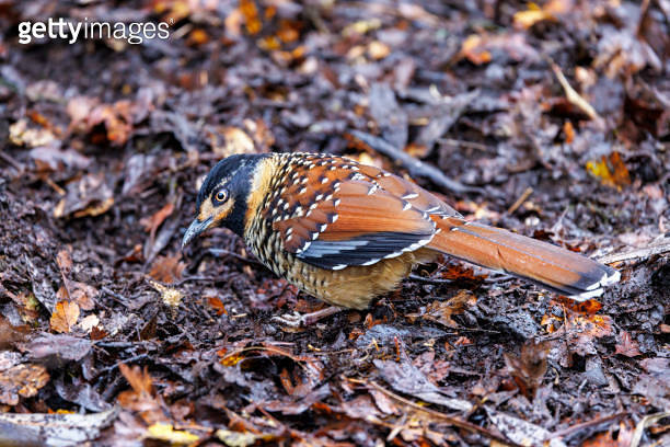 A spotted laughingthrush, Ianthocincla ocellata, foraging in fallen ...